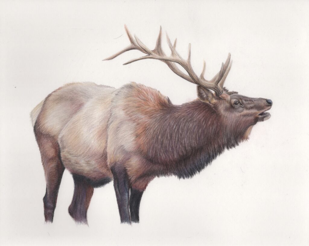 Custom Wildlife Portrait - Fine Art by Janna